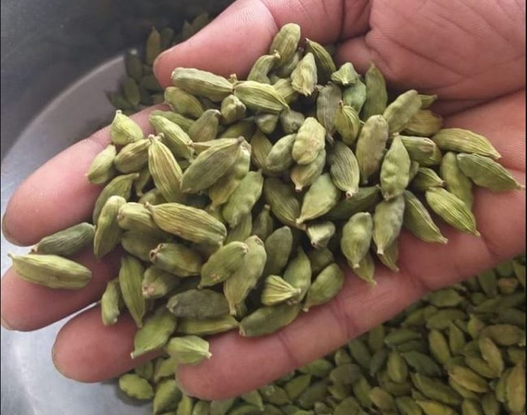 भारत र ग्वाटेमालामा सुकुमेलको उत्पादनमा ह्रास, मूल्य आकासिँदा आयात गर्न ...