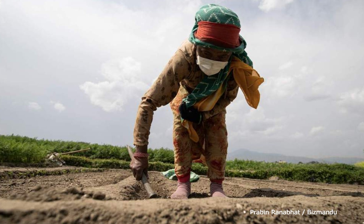 आँबुखैरेनीमा एक वडा एक उत्पादन कार्यक्रम अन्तर्गत एभोकाडो खेतीमा किसान ...
