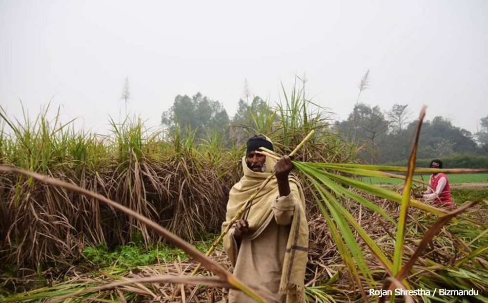 उखु किसानको सधैंको समस्या : भुक्तानी पाएनन्, सस्तोमा सक्खर उद्योगलाई बेच्दै