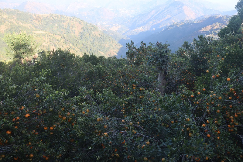इच्छाकामनामा आज सुन्तला महोत्सव, बजारीकरणमा प्रोत्साहन मिल्ने विश्वास