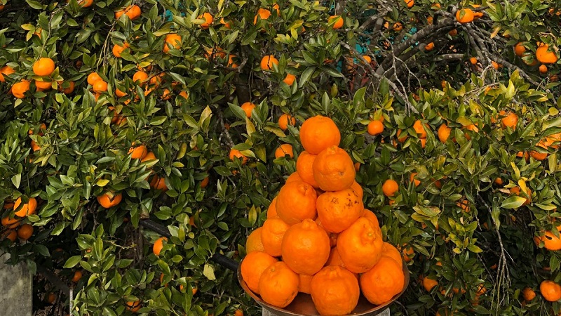 सरकारले सुन्तलालाई गर्‍यो राष्ट्रिय फल घोषणा, उत्पादन वृद्धिमा सहयोग ...